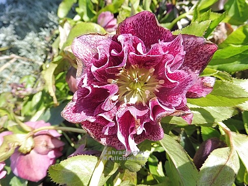 Helleborus hybridus " Double Ellen Red " ® - čemeřice Zahradnictví ...