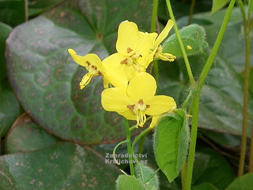 Epimedium pinnatum ssp. colchicum - škornice zpeřená Zahradnictví ...