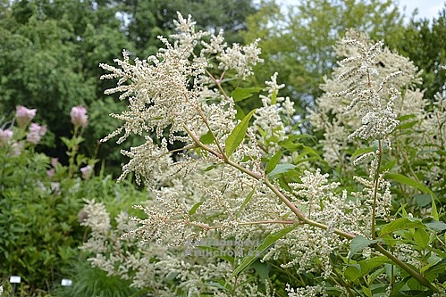 Polygonum ( Persicaria ) polymorphum - rdesno Zahradnictví Krulichovi ...