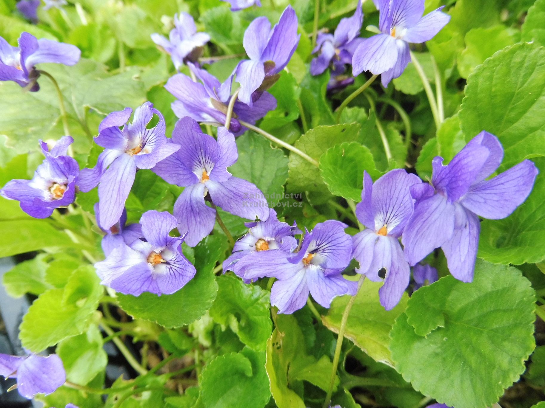 Viola odorata " Königin Charlote " - violka, fialka vonná Zahradnictví ...