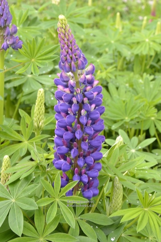 Lupinus polyphyllus " Legendary Blue Shades " - vlčí bob mnoholistý ...