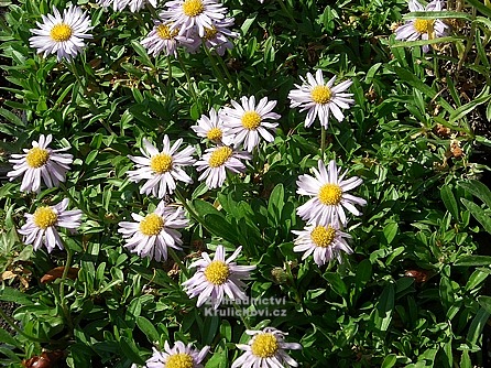 Aster andersonii - astra, hvězdnice andersonova Zahradnictví Krulichovi ...