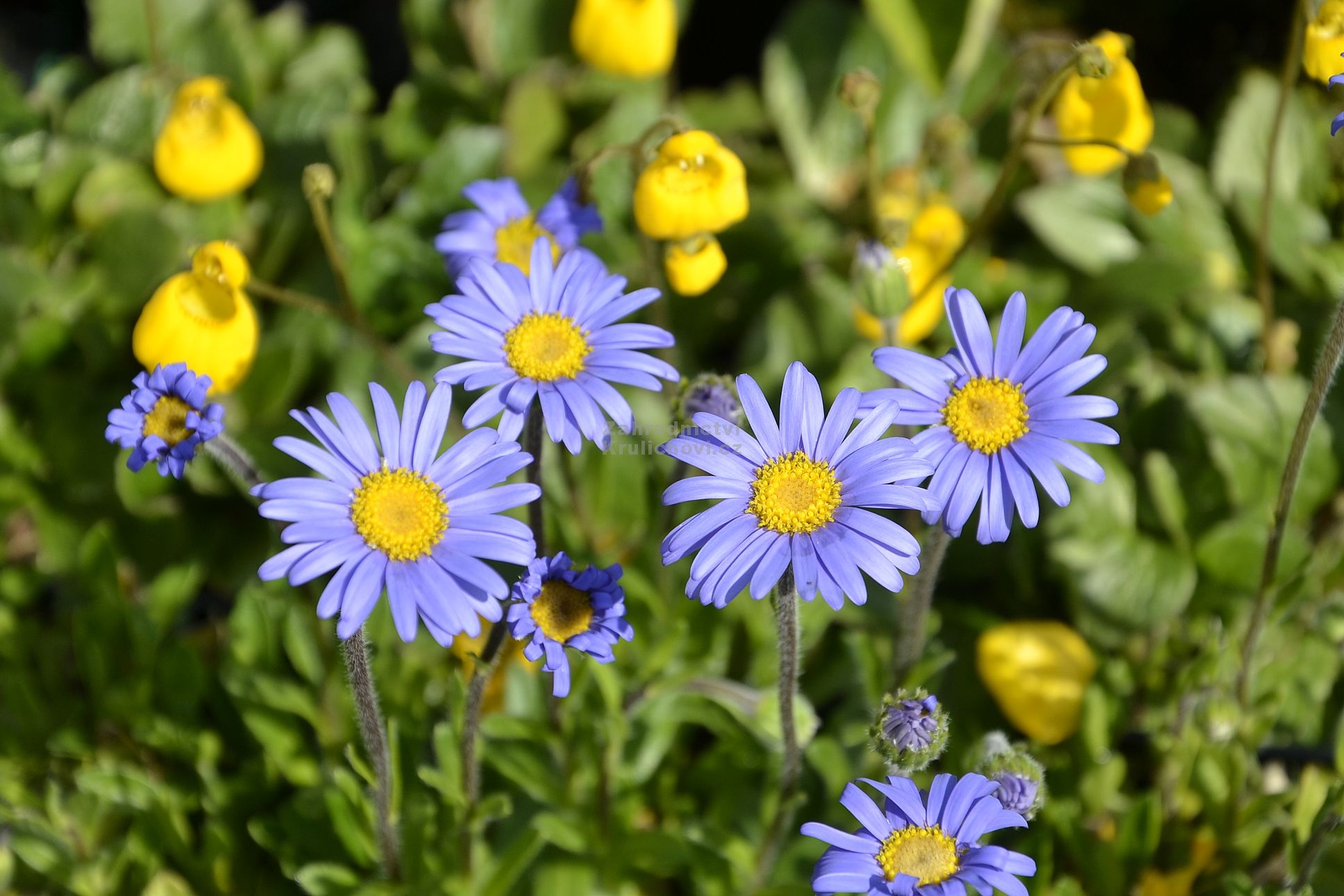 Aster natalensis - astra, hvězdnice Zahradnictví Krulichovi ...