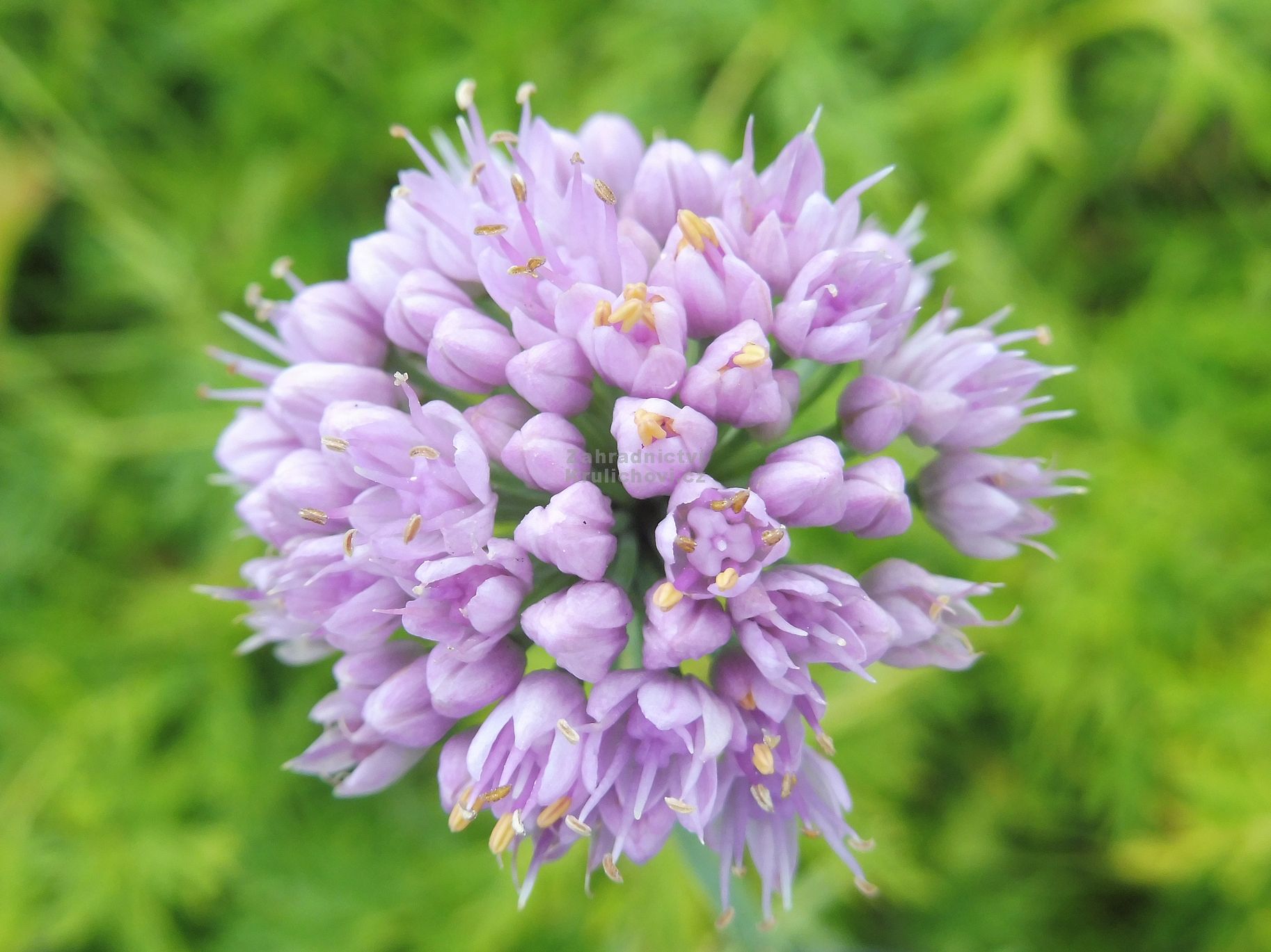 Allium senescens glaucum " Blue Eddy " - česnek šerý Zahradnictví ...