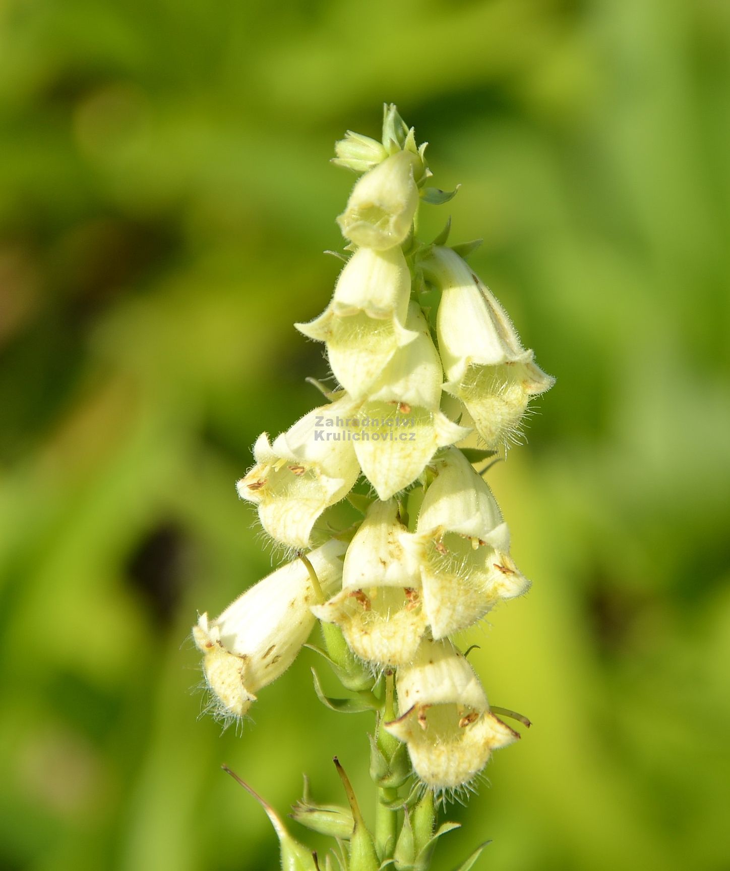 Digitalis lutea - náprstník žlutý Zahradnictví Krulichovi ...