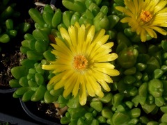 Delosperma nubigenum - delosperma Zahradnictví Krulichovi ...