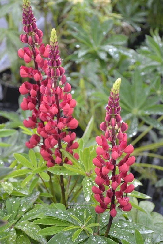 Lupinus polyphyllus " Legendary Red Shades " - vlčí bob mnoholistý ...