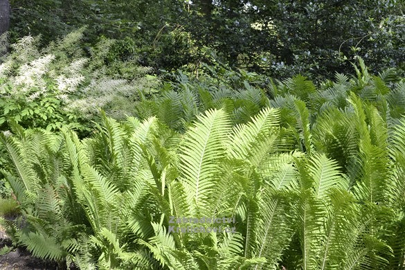Matteuccia struthiopteris - pérovník pštrosí Zahradnictví Krulichovi ...