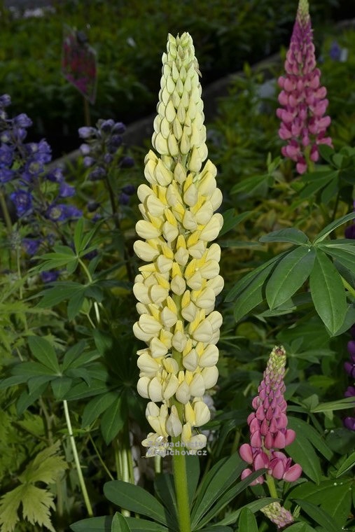 Lupinus polyphyllus " Legendary Yellow Shades " - vlčí bob mnoholistý ...