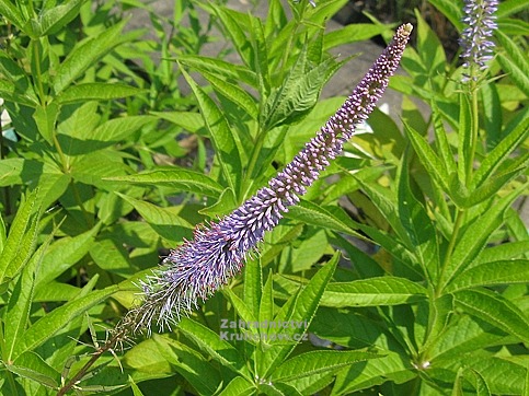 Veronicastrum virginicum " Apollo " - rozrazil viržinský Zahradnictví ...