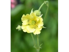 Geum " Lemon Drops " - kuklík Zahradnictví Krulichovi - zahradnictví ...