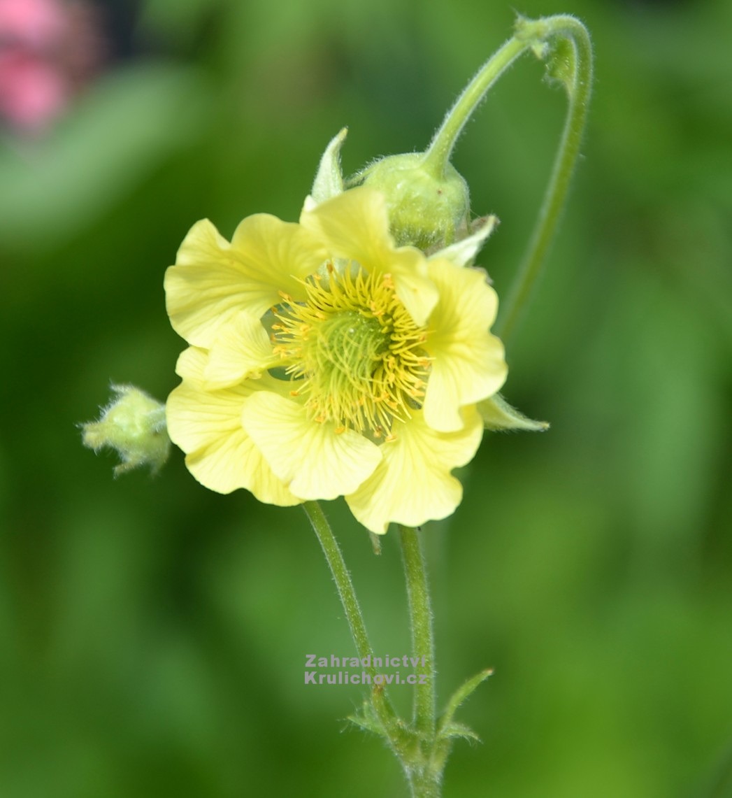 Yucca Elephantipes Lemon Drop : If the trunk or branches are soft and ...