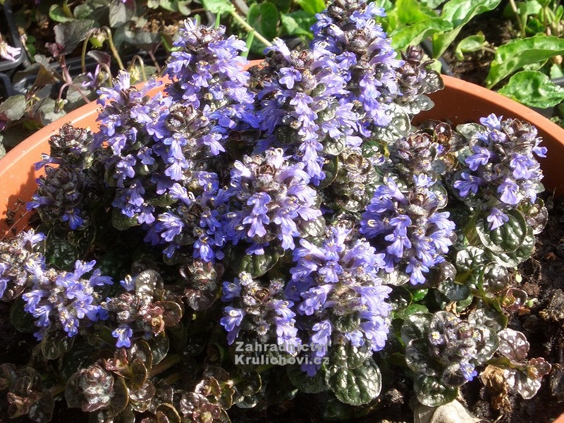 Ajuga pyramidalis " Metallica Crispa " - zběhovec Zahradnictví ...