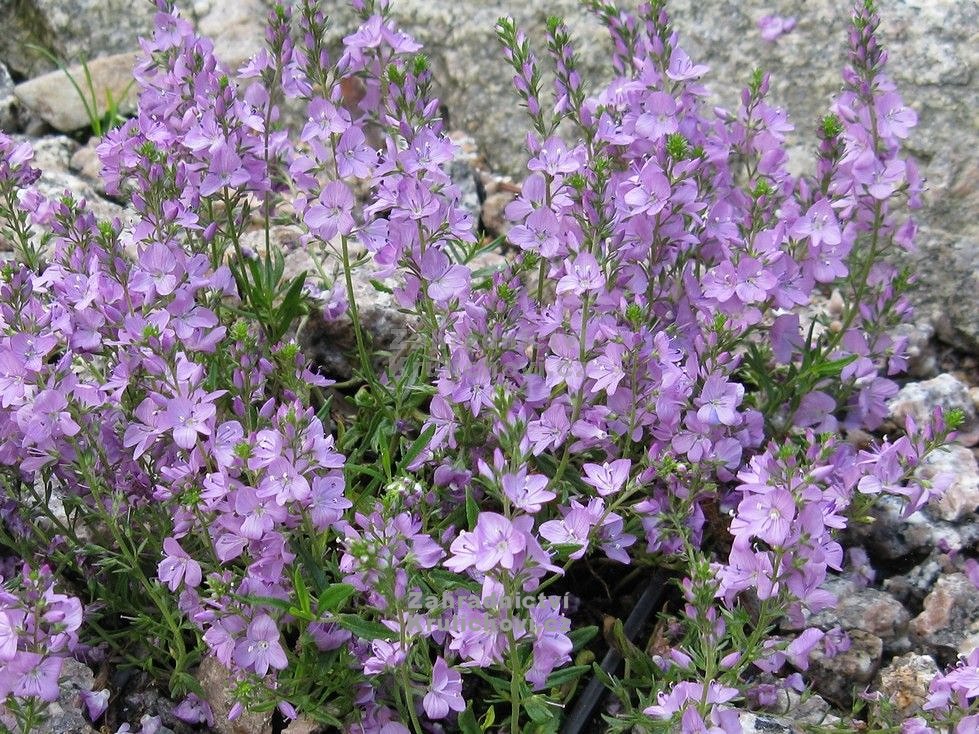 Veronica prostrata " Rosa Triumph " - rozrazil rozprostřený ...