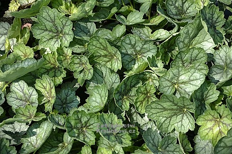Heuchera Americana Dales Strain