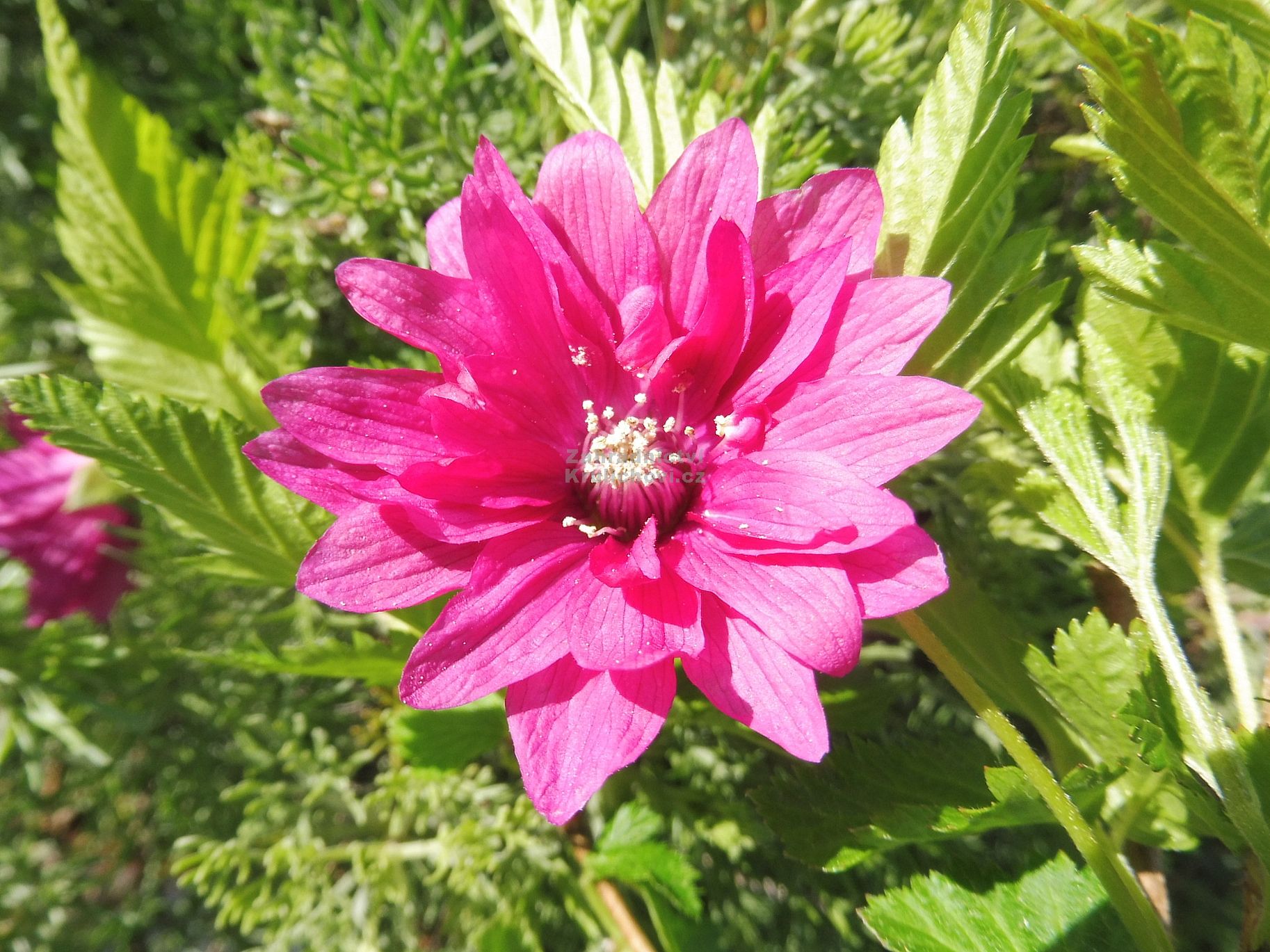 rubus olympic double