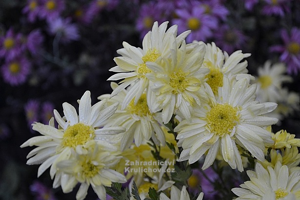 Chrysanthemum ( Dendranthema ) x indicum " Lichtkuppel " - chryzantéma ...