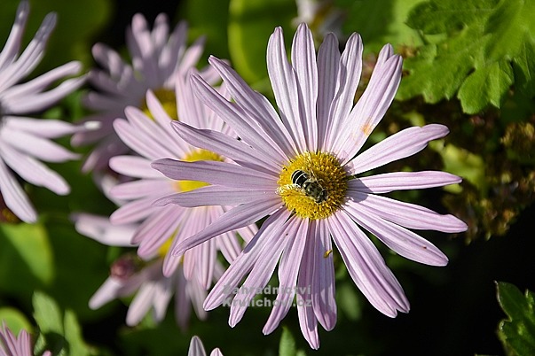 Chrysanthemum ( Dendranthema ) x indicum " L´Innocence " - chryzantéma ...