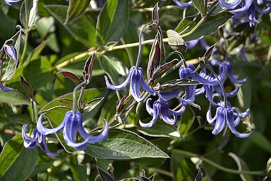 Clematis integrifolia " Blue Ribbons " - plamének celolistý ...