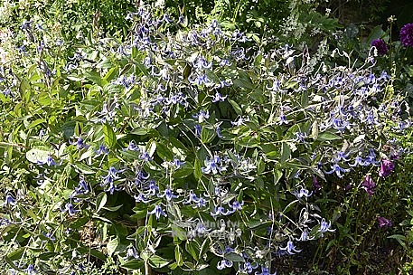Clematis integrifolia " Blue Ribbons " - plamének celolistý ...