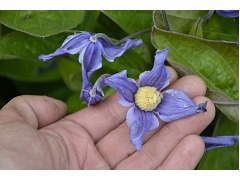 Clematis integrifolia " Blue Ribbons " - plamének celolistý ...