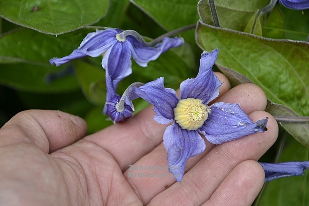 Clematis integrifolia " Blue Ribbons " - plamének celolistý ...