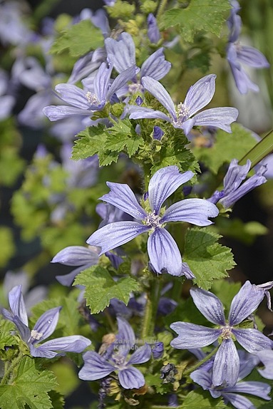 Malva sylvestris " Primley Blue " - sléz lesní Zahradnictví Krulichovi ...