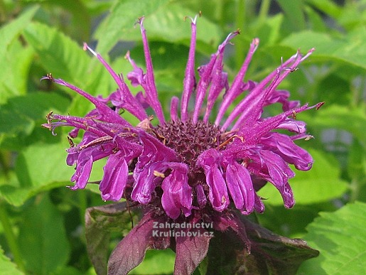 Monarda " Scorpion " - monarda, zavinutka Zahradnictví Krulichovi ...