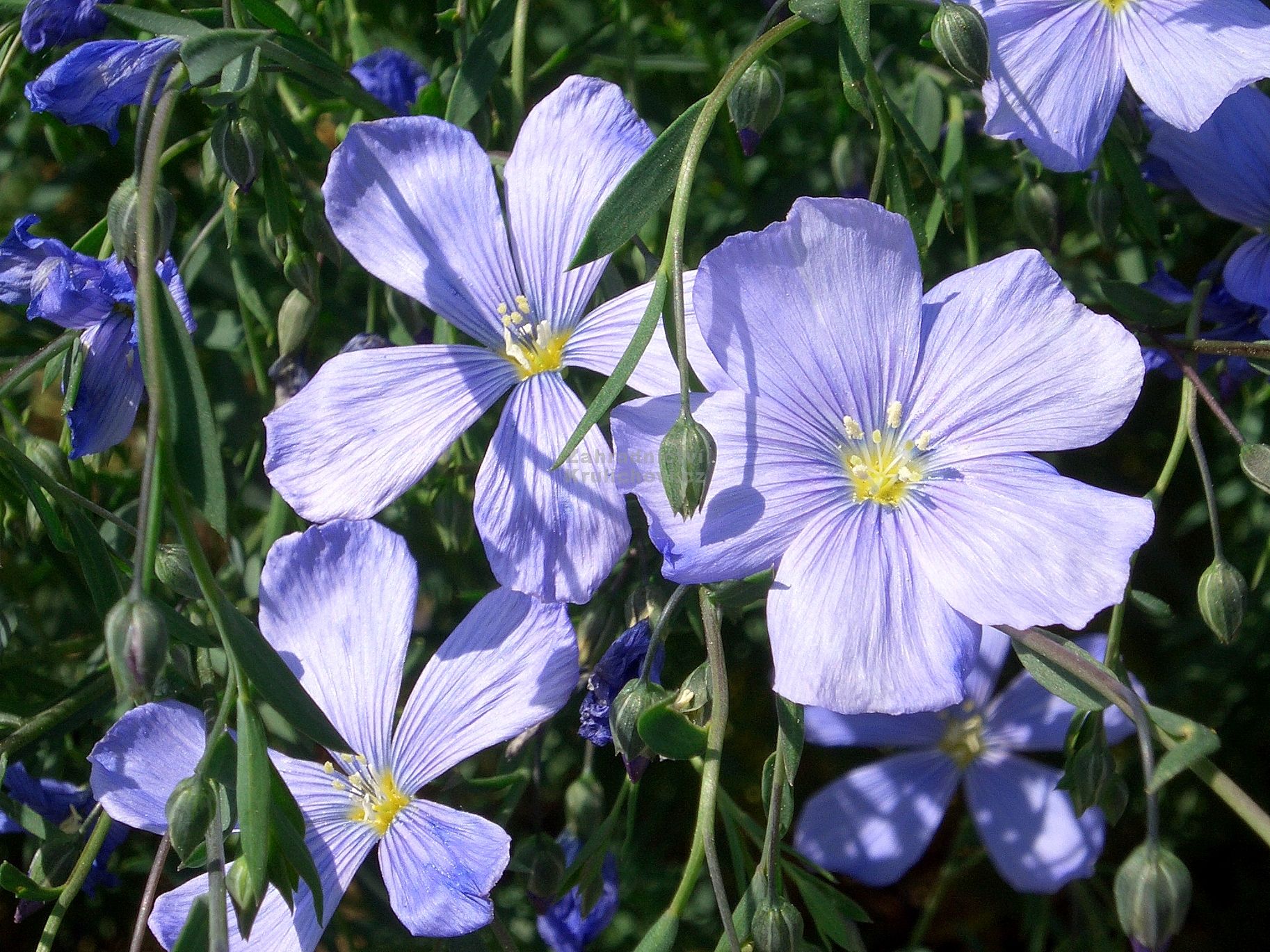 Linum perenne Nanum " Blue Saphir " - len vytrvalý Zahradnictví ...
