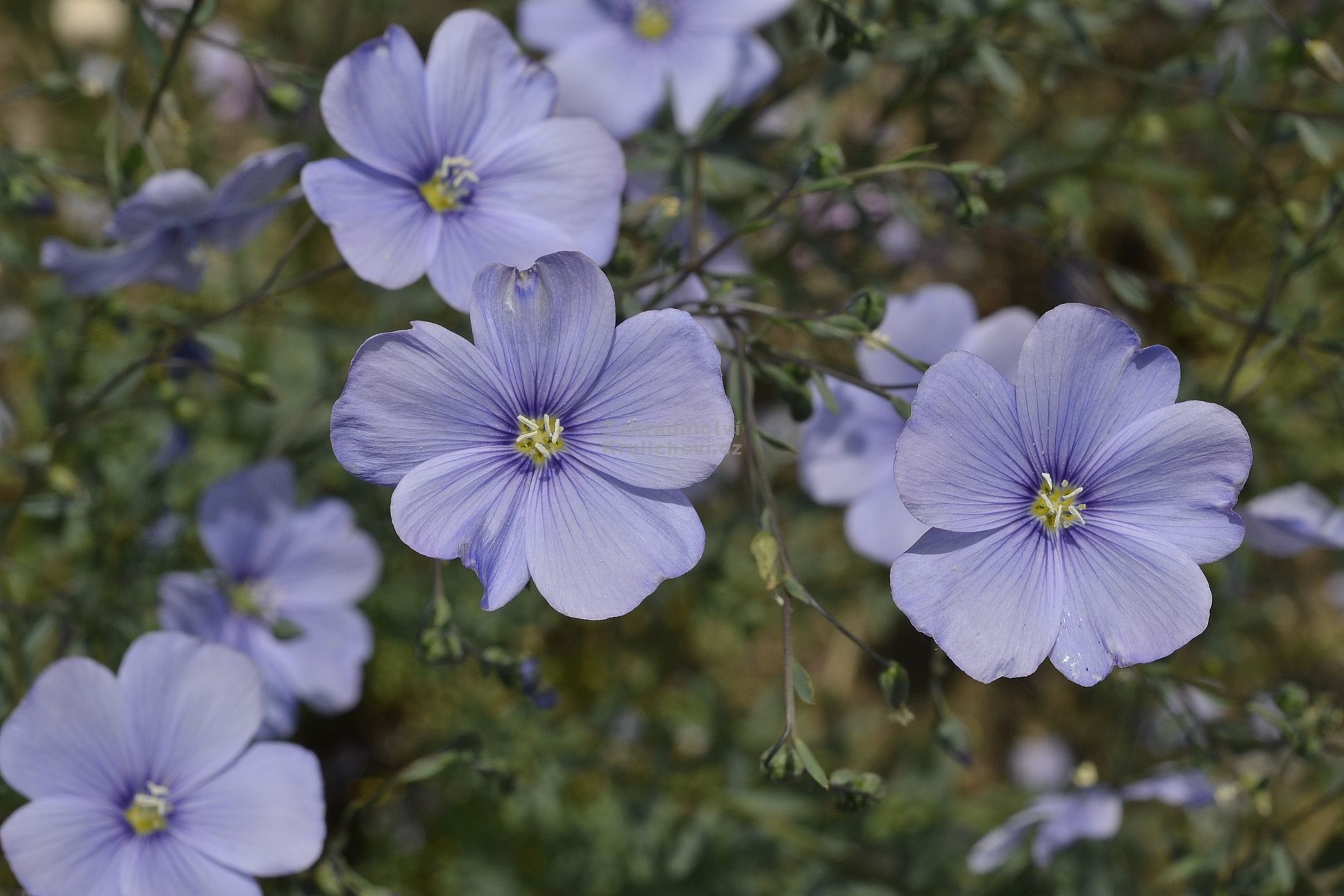 Linum austriacum - len rakouský Zahradnictví Krulichovi - zahradnictví ...
