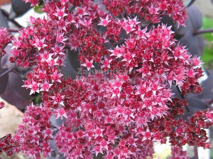 Sedum " Jose Aubergine " ® - rozchodník Zahradnictví Krulichovi ...