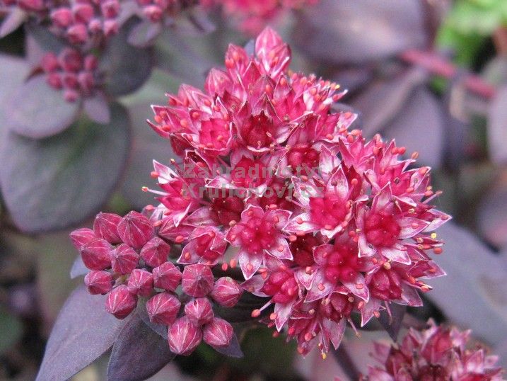 Sedum " Jose Aubergine " ® - rozchodník Zahradnictví Krulichovi ...