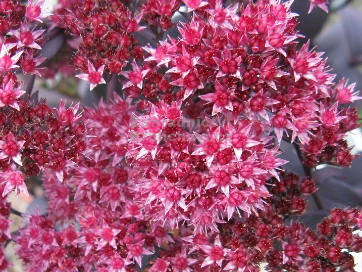 Sedum " Jose Aubergine " ® - rozchodník Zahradnictví Krulichovi ...