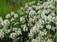 Stachys ( Betonica) officinalis " The Bride " - čistec lékařský ...