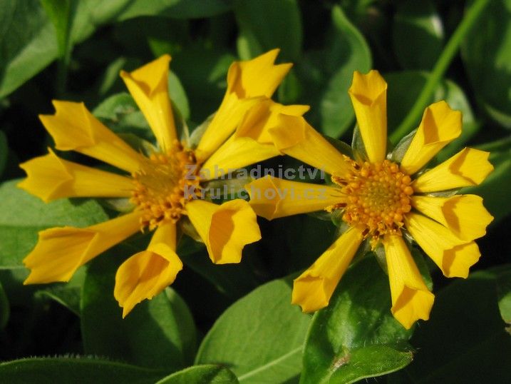 Coreopsis auriculata " Zamphir " - krásnoočko Zahradnictví Krulichovi ...