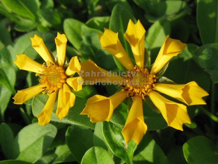 Coreopsis auriculata " Zamphir " - krásnoočko Zahradnictví Krulichovi ...