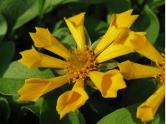 Coreopsis auriculata " Zamphir " - krásnoočko Zahradnictví Krulichovi ...