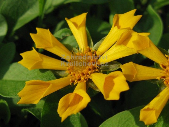 Coreopsis auriculata " Zamphir " - krásnoočko Zahradnictví Krulichovi ...