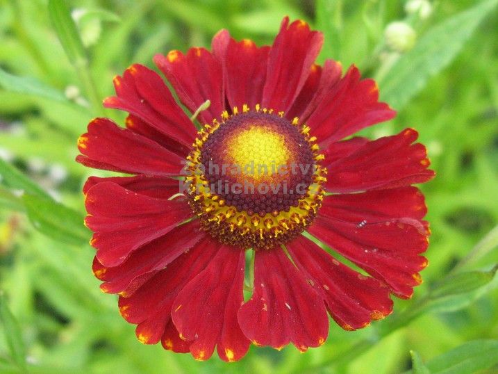 Helenium × hybridum " Mahagoni " - záplevák Zahradnictví Krulichovi ...