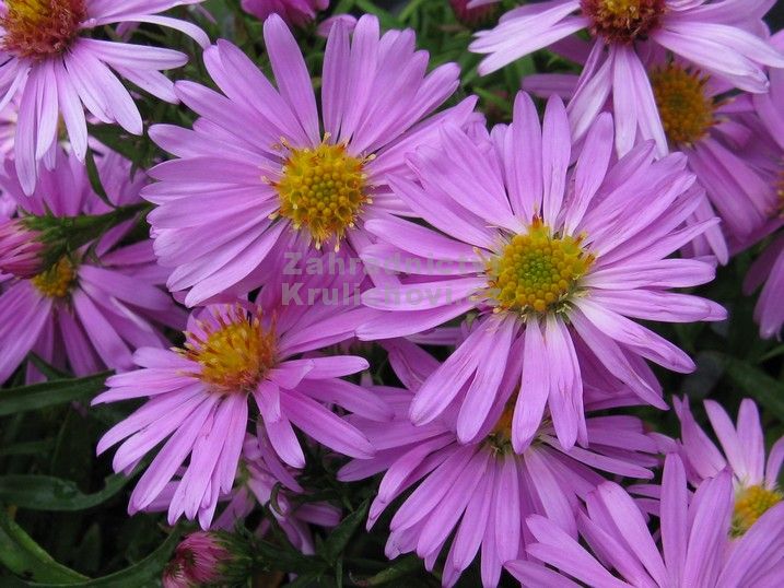 Aster " Wood´s Pink " - astra, hvězdnice Zahradnictví Krulichovi ...
