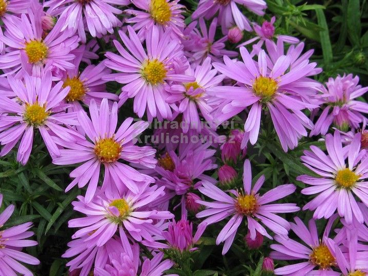 Aster " Wood´s Pink " - astra, hvězdnice Zahradnictví Krulichovi ...