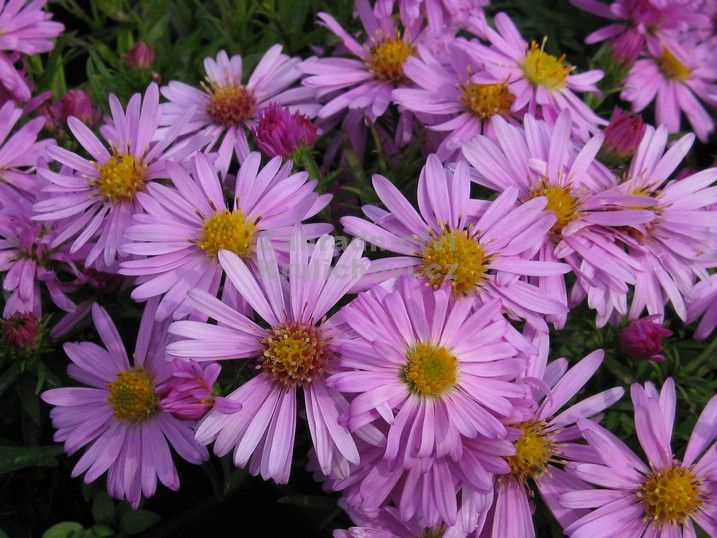 Aster " Wood´s Pink " - astra, hvězdnice Zahradnictví Krulichovi ...
