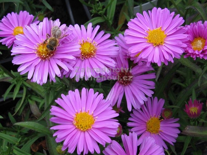 Aster dumosus " Dietgard Rosa " - astra, hvězdnice Zahradnictví ...