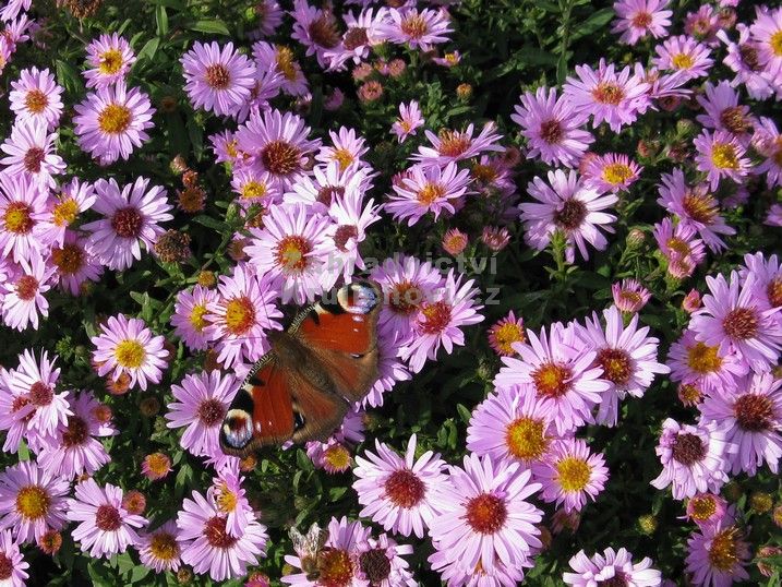 Aster dumosus " Anneke " - astra, hvězdnice Zahradnictví Krulichovi ...