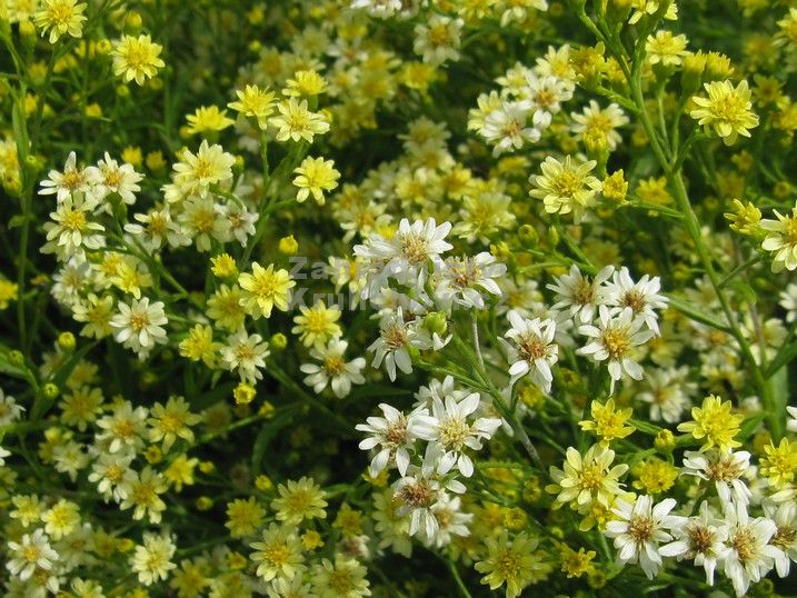 Solidaster luteus " Lemore " - zlatnice žlutá Zahradnictví Krulichovi ...