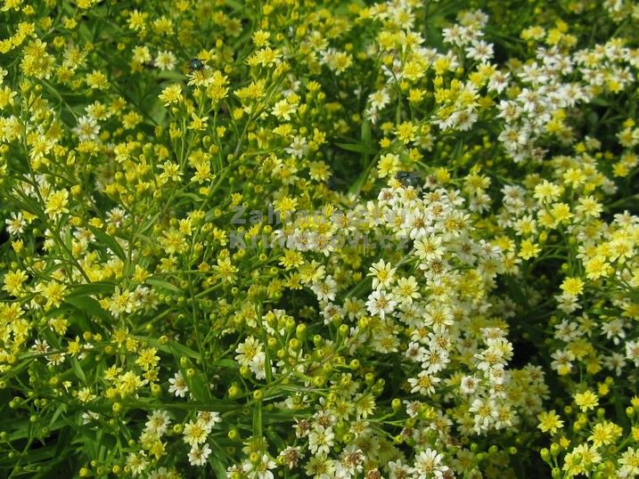 Solidaster luteus " Lemore " - zlatnice žlutá Zahradnictví Krulichovi ...