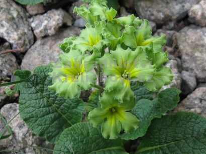 Primula " Francesca " - prvosenka, petrklíč Zahradnictví Krulichovi ...