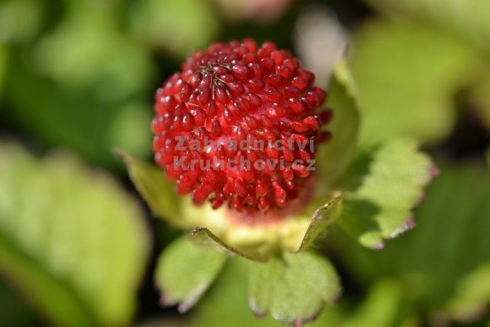 Duchesnea indica - jahodka indická Zahradnictví Krulichovi ...