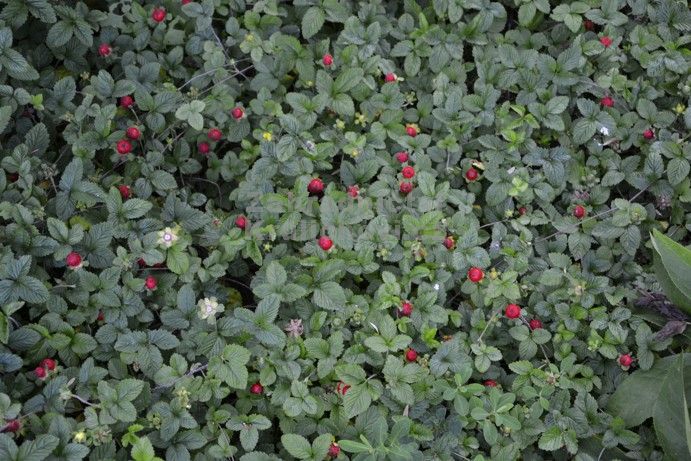 Duchesnea indica - jahodka indická Zahradnictví Krulichovi ...