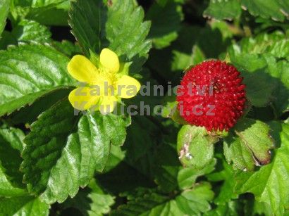Duchesnea indica - jahodka indická Zahradnictví Krulichovi ...